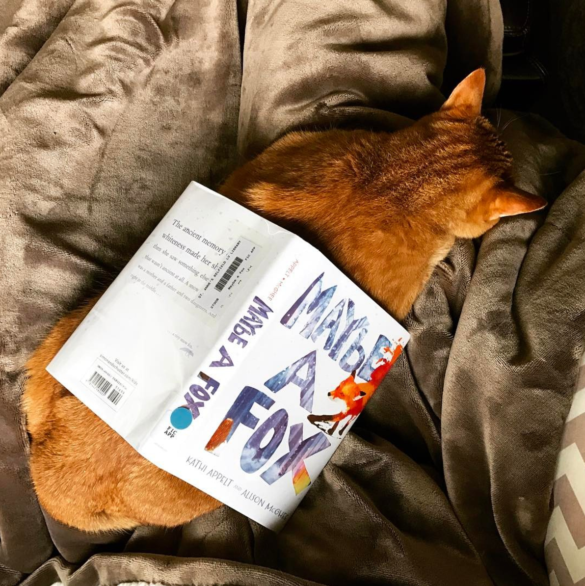 Insta Review: Maybe a Fox, by Kathi Appelt and Alison McGhee